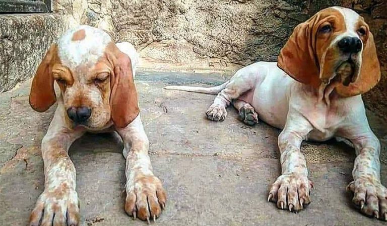 The Best Kept Secrets About Pachon Navarro Dog