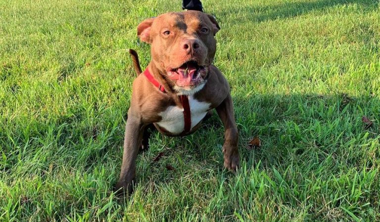 7 Things About Red Nose Pit-bull Dog Your Wants to Know