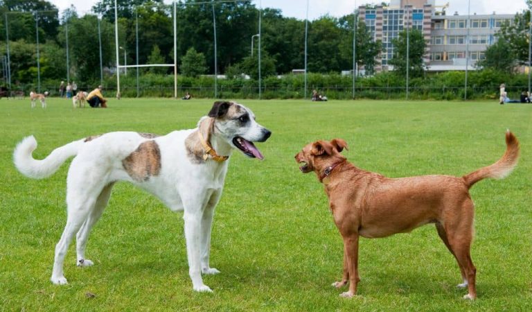 Top 11 Cute and Adorable Spanish Small Dog Breeds