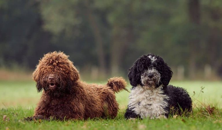 Top 11 Cute and Adorable Spanish Small Dog Breeds