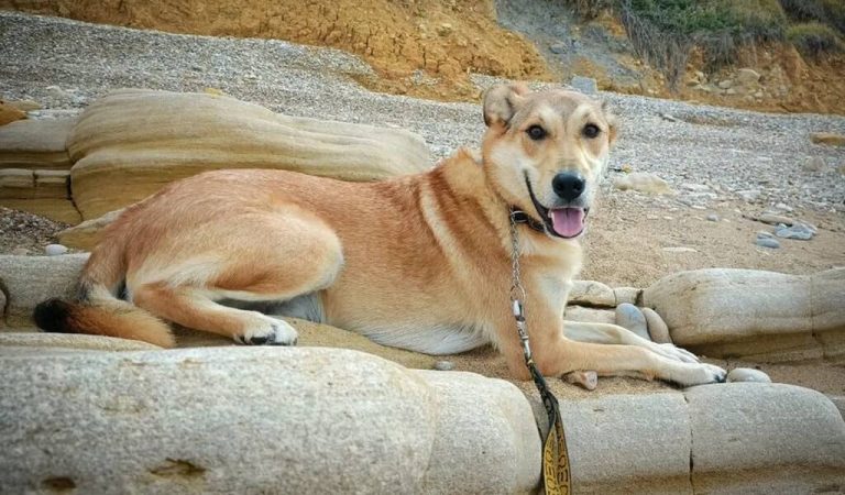 The Beginner's Guide to know about Chinook Dog Breed