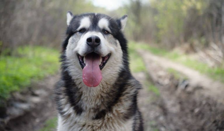 Everything You Need to Know About Alaskan Malamute Dog Breed