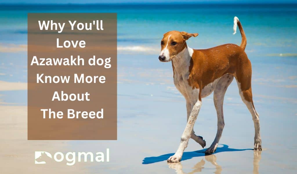 Why You'll Love Azawakh dog: Know More About The Breed