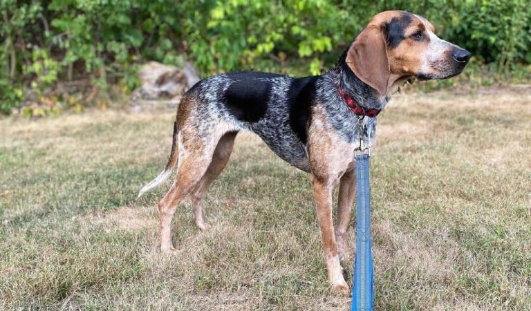 7 Reasons Why American English Coonhound Isn't Right Choice for You
