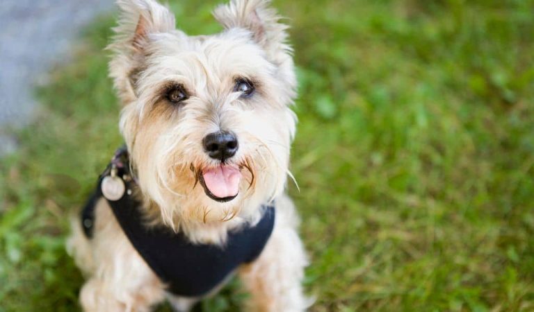 Why Everything You Have to Know About Cairn terrier Dog Breed