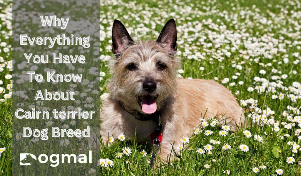 How Intelligent Are Cairn Terriers