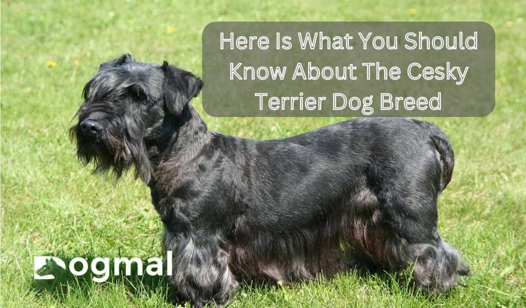 Here Is What You Should Know About The Cesky Terrier Dog Breed