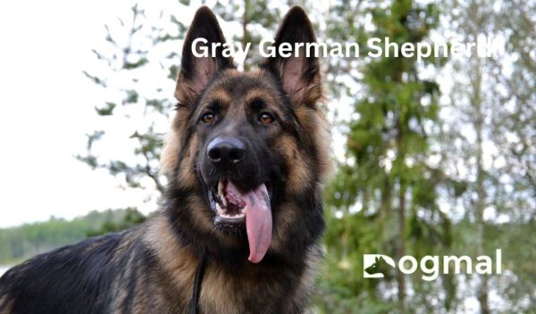 Top 10 Popular German Shepherd Dog Colors Varieties