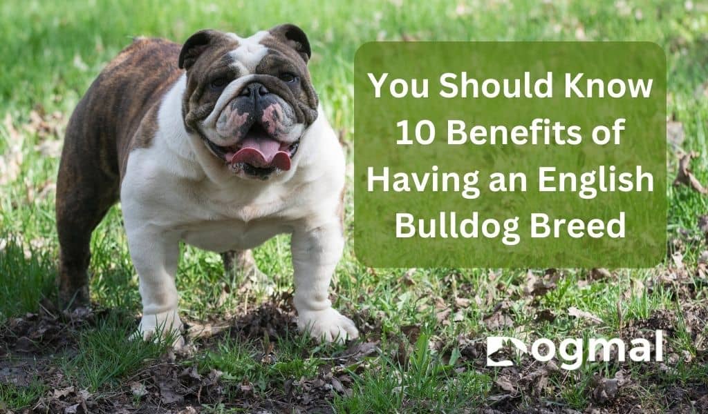 You Should Know 10 Benefits of Having an English Bulldog Breed