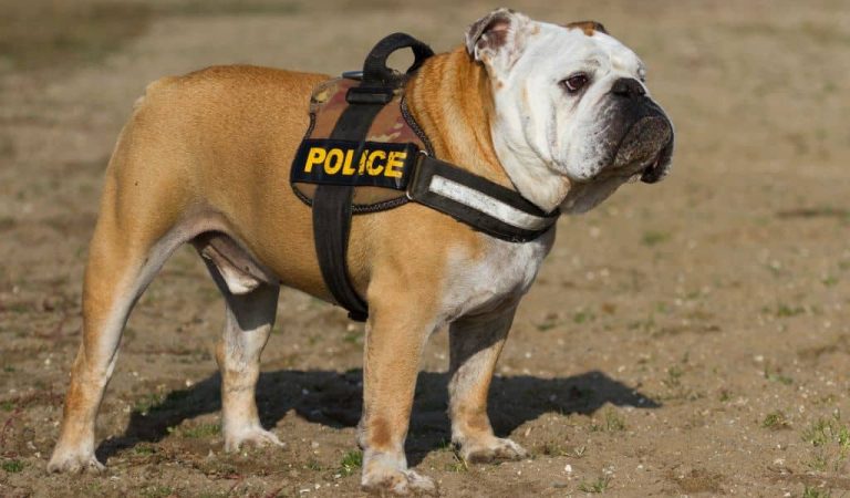 You Should Know 10 Benefits of Having an English Bulldog Breed