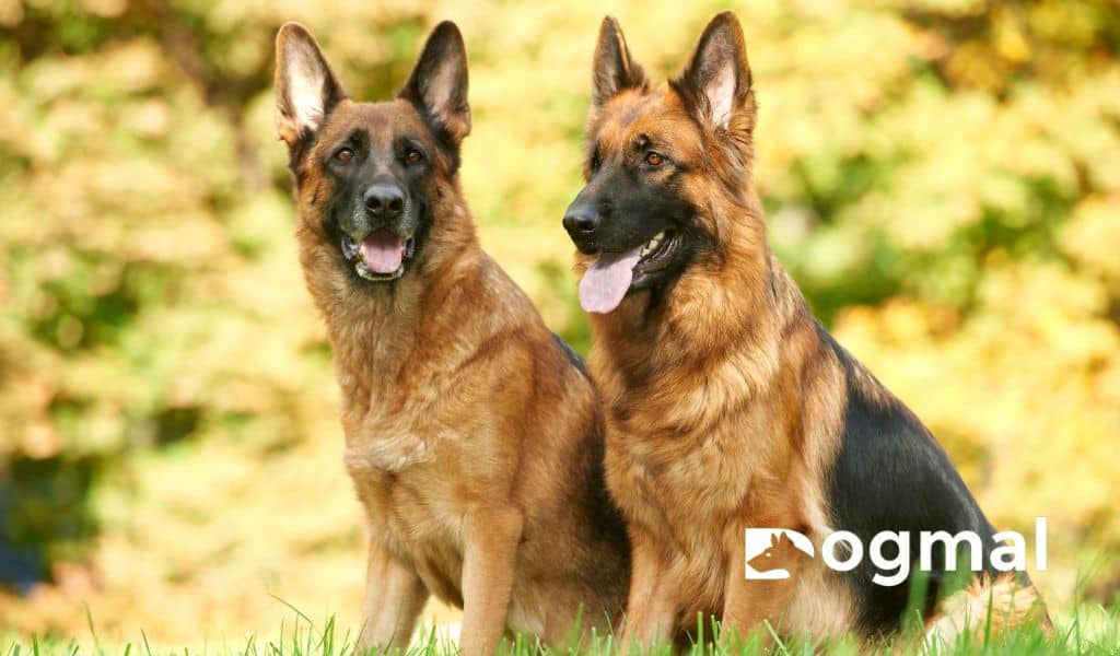 111 Most Popular German Dog Names For Puppies and Dogs