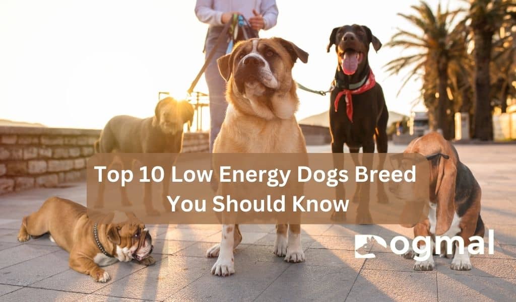 Top 10 Low Energy Dog Breeds You Should Know