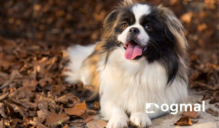 Top 10 Low Energy Dog Breeds You Should Know