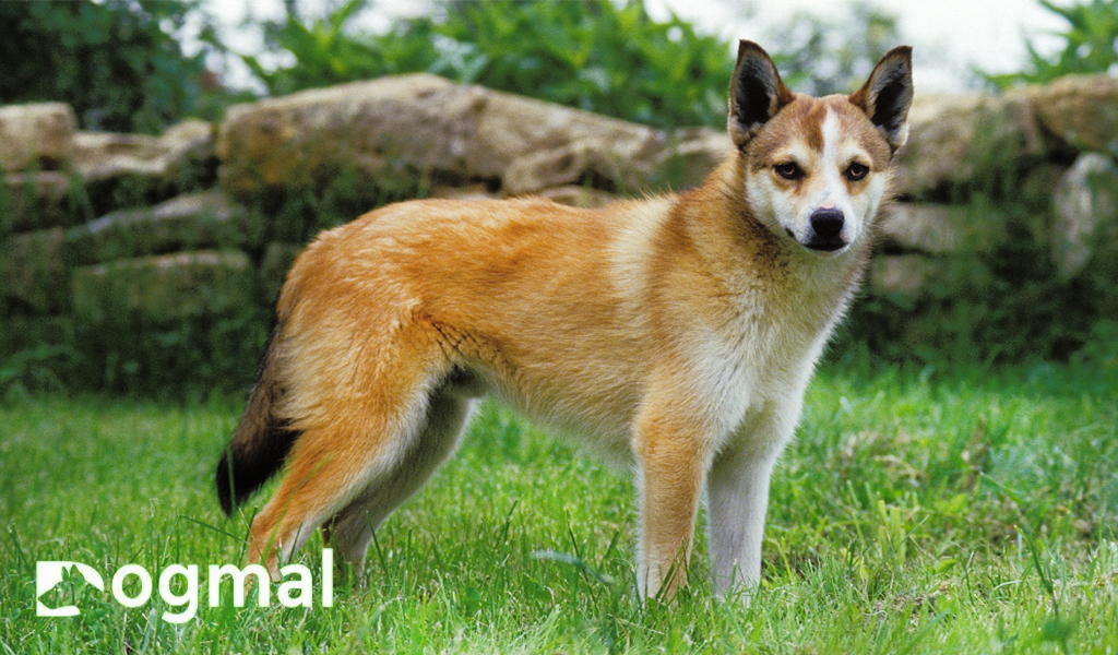 Top 21 Tips for taking Care of a Norwegian Lundehund