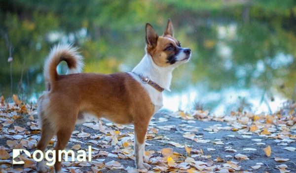 Top 21 Tips for taking Care of a Norwegian Lundehund