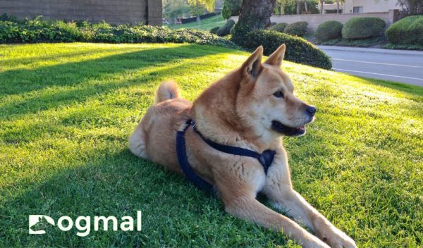 Jindo Dog: The Complete Guide to Choosing the Right One for You