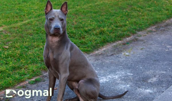 25 Fun and Fascinating Facts About the Thai Ridgeback Dog