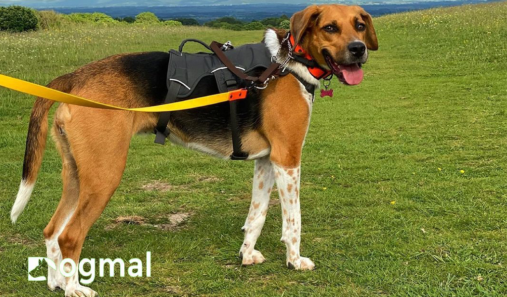 English Foxhounds: The Faithful Breed's History and Traits