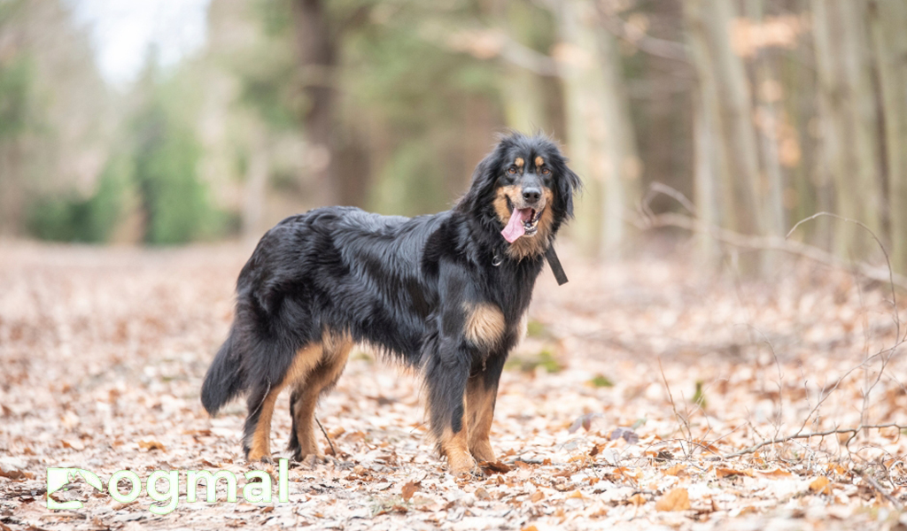 Everything You Need to Know About the Hovawart dog Breed