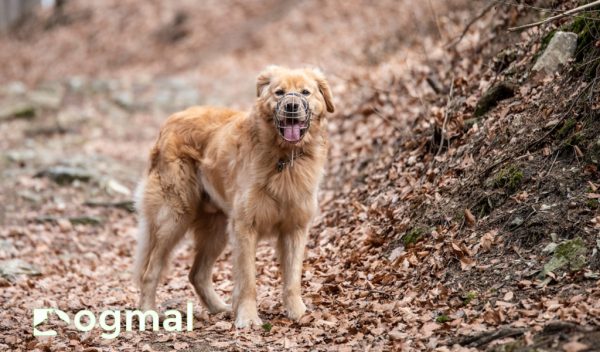 Everything You Need to Know About the Hovawart dog Breed
