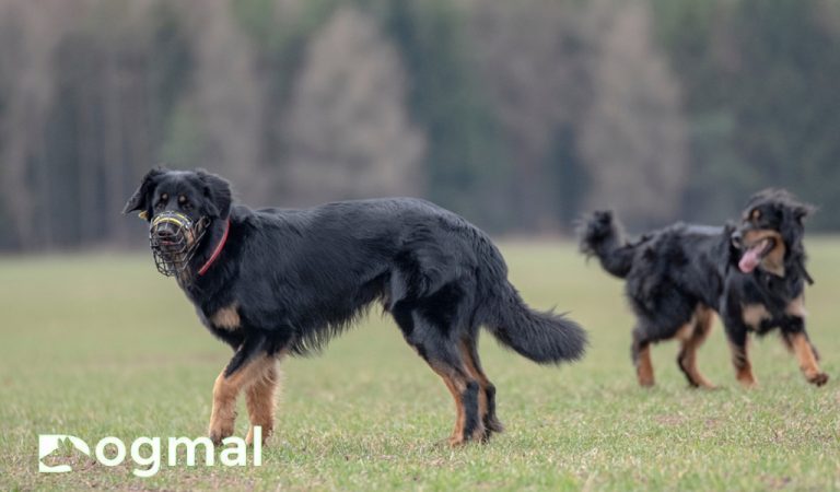Everything You Need to Know About the Hovawart dog Breed