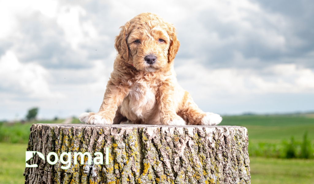 The Best Dog Breed for New Puppy Owners: Mini Labradoodle