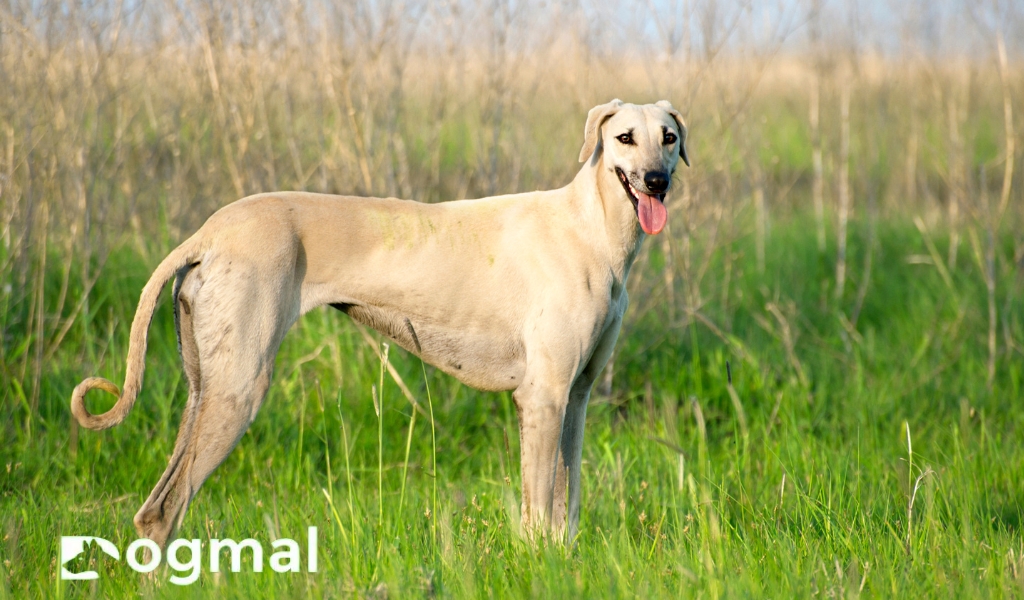 Sloughy Dog: Training, Feeding Plan and Its Pros and Cons