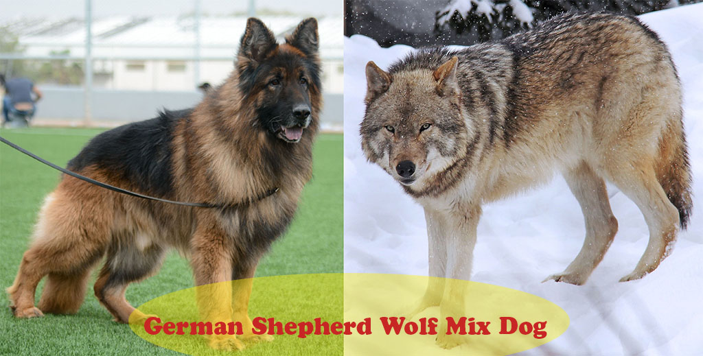 German Shepherd Wolf Mix Dog Breed Information